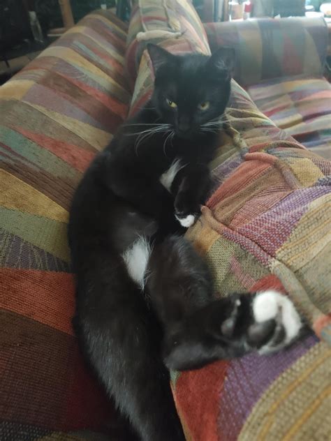 Anyone Elses Tux Do These Silly Relaxing Poses On The Sofa 😹 R