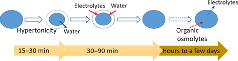 Adaptation Of Brain Cells To Hypernatremia In High Osmotic Pressure