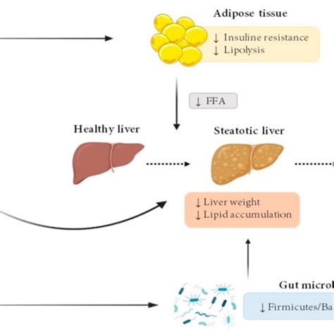 Effects Of Microalgae And Macroalgae Extracts On Metabolic Alterations Download Scientific