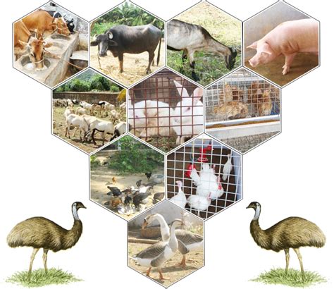 Animal Husbandry Home