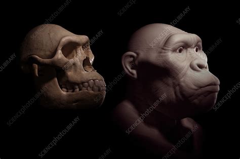 Australopithecus With Skull Illustration Stock Image C025 5259 Science Photo Library