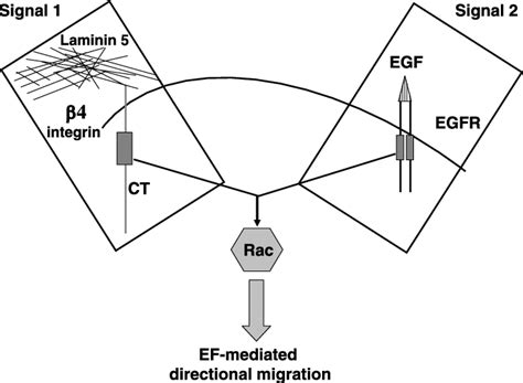 A Diagrammatic Illustration Is Shown Outlining The Synergistic Pathways Download Scientific