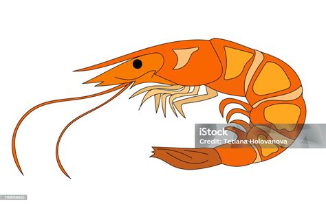 식욕과 육즙 새우는 배경에 고립 맛있고 건강한 음식 일본 요리 일러스트 갈고리 발톱에 대한 스톡 벡터 아트 및 기타 이미지