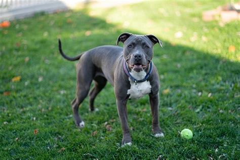 Blue Nose American Pitbull Terrier