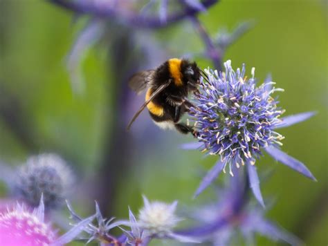 Bourdon Insecte La Nature Photo Gratuite Sur Pixabay