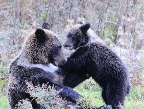 知床半島の晩秋、ヒグマ親子のサケとりを激写 オショロコマの森ブログ5