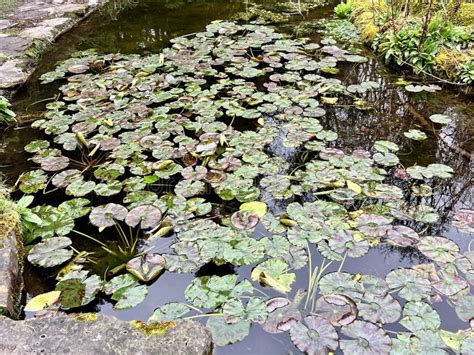 Water Lilys Stock Image Image Of Still Flat Garden