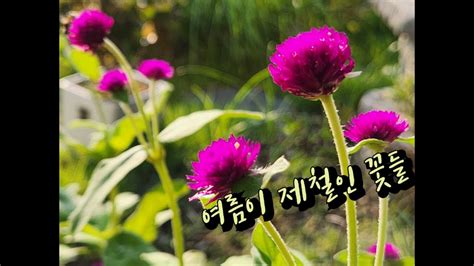 정원의 여름꽃들이 훤해지기 시작 칸나 수국들 천일홍 무궁화 외목대 클레마티스2차 개화 Youtube