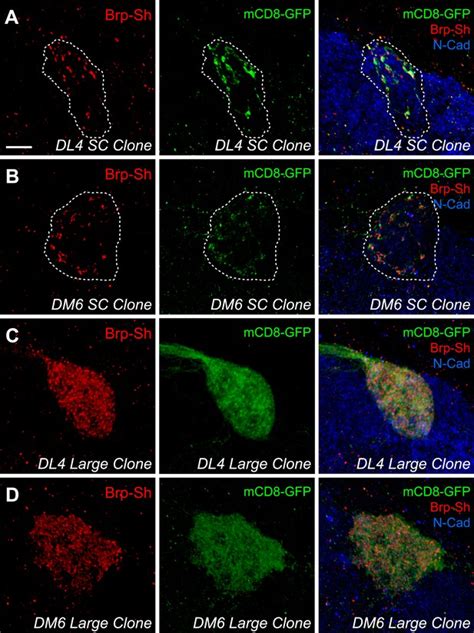 Figures And Data In Synaptic Organization Of The Drosophila Antennal