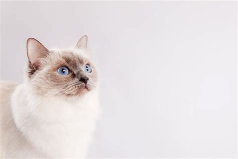 Best Ragdoll Cat Names 200 Ideas