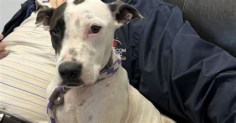 FOTAS: Volunteer Mr. Kennedy inspires new FOTAS program for shelter ...