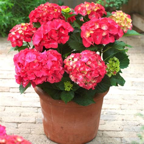 Red Sensation Next Generation Mophead Hydrangea Hydrangea M Nxtgen Red Sensation 2 Gallon