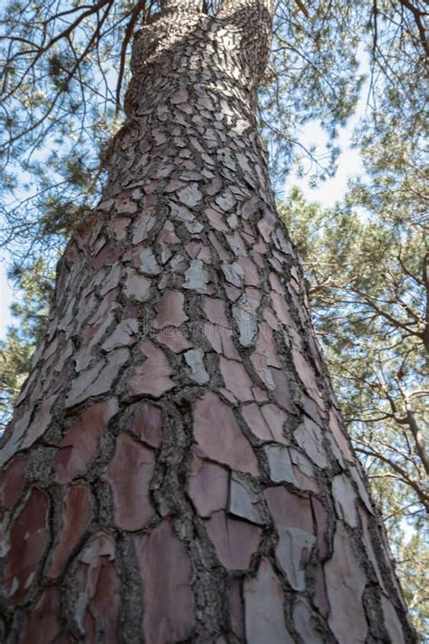 Pine Bark Tree In Sydney Australia During Winter Stock Image Image