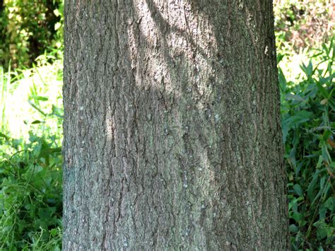 2 Red Oak Tree Group Wild Heritage Horizons