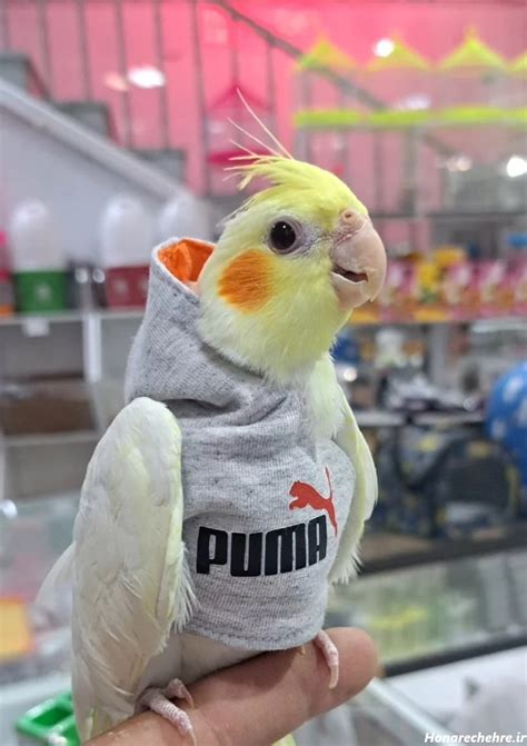 20 عکس از نقاشی عروس هلندی که دل را میبرد