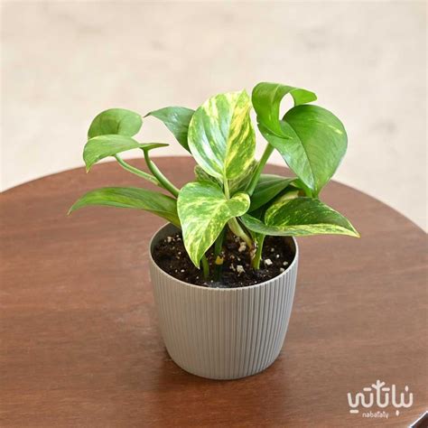 A Small Pothos Plant In A Striped Dark Green Plastic Pot Nabataty Shop