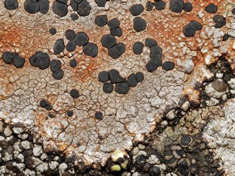 Lecidea Alchetron The Free Social Encyclopedia