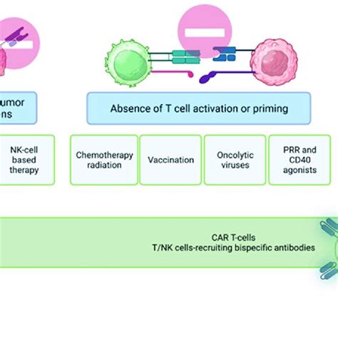 Options To Turn A Cold Tumor Into A Hot Tumor There Are Several
