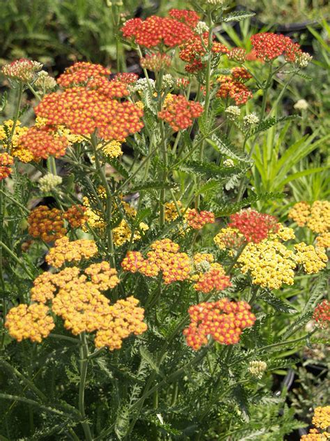 Achillea Millefolium Paprika Common Yarrow Pastel Red