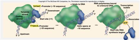 Gene Expression Flashcards Quizlet
