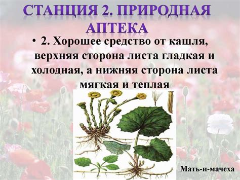 В мире растений. Викторина - презентация онлайн