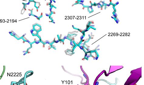 Structure Of Blood Coagulation Factor Viii In Complex With An Anti C2