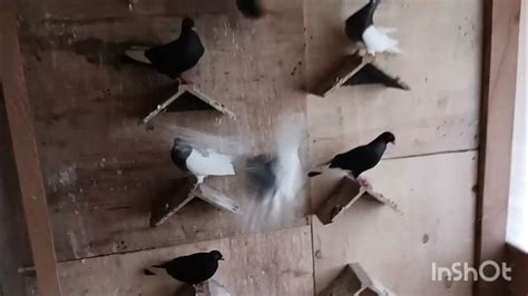 Gołebie Murzyny Ciemne Niedzielne Straty Youtube