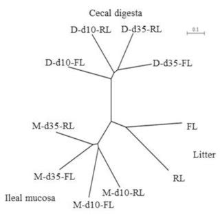 Unweighted Pair Group Method With Arithmetic Mean UPGMA Tree Based