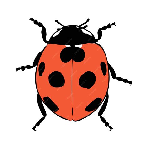 Premium Vector Hand Drawn Ink Sketch Of Ladybug Ladybug Vector Sketch