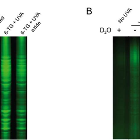 Uva Mediated Cpd Formation Dna Was Extracted From Ccrf Cem Cells That