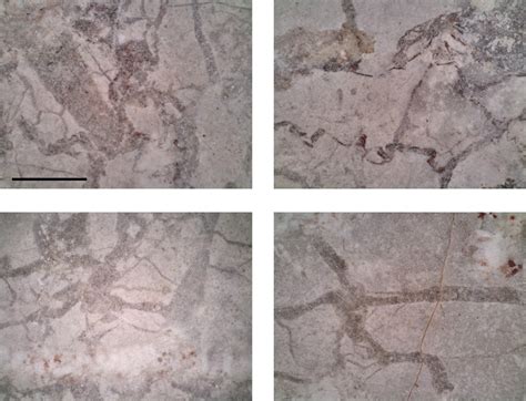 Epigraphy Meets Petrography Preliminary Observations Of The Materials Used To Make Funerary Epigraphy Meets Petrography Preliminary Observations Of The Materials Used To Make Funerary