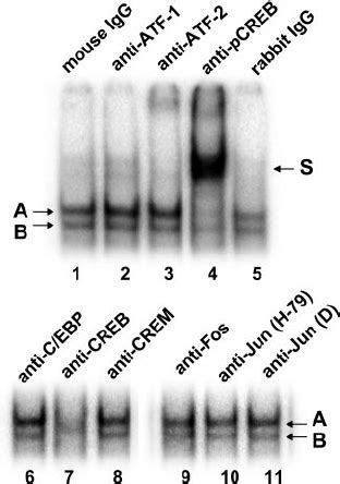 Two Constitutive Complexes Bound To The AP 1 CRE Like Site Are