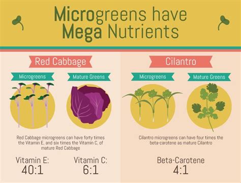 Grow Microgreens At Home Microgreens Growing Microgreens Nutrient