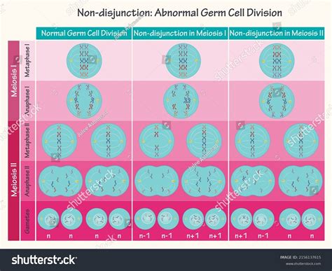 Nondisjunction Aneuploidy