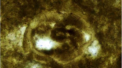 What Could Possibly Go Wrong Scientists Cut Open 200 Million Year Old