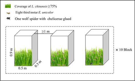 The Design Of A Three‐trophic‐level Treatment Experiment Containing