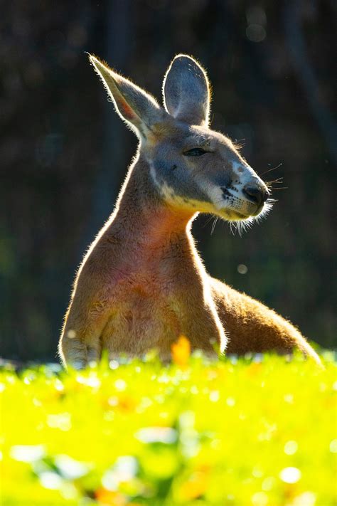 500 Darmowych Obrazów Z Kategorii Kangur Zwierzę I Kangur Pixabay