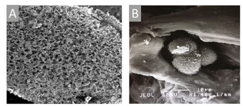 sem micrographs presenting a porous morphology of fabricated scaffold