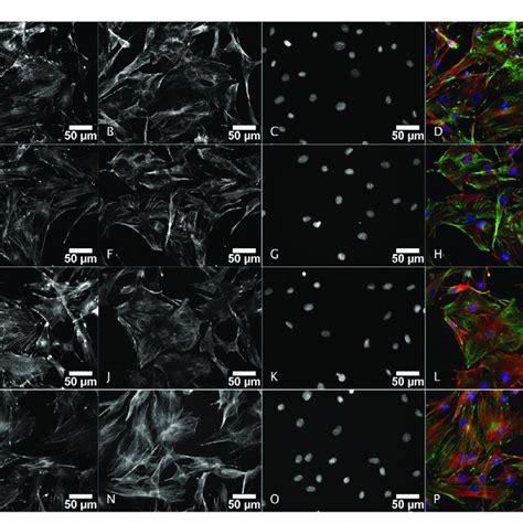 density and proliferation rate of mc3t3 e1 cells cultured in presence