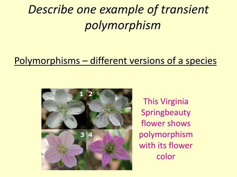 Ppt 152 Species And Speciation Overview Powerpoint Presentation