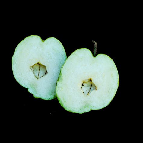 Seedless Guava Apple Guava Limited Production CH Fruit Tree Nursery