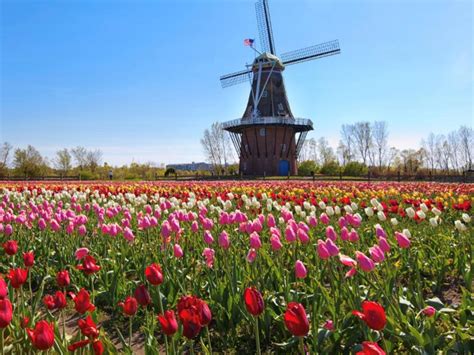 My Trip To Holland Traveling With PugsleyTonks