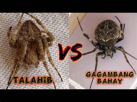 Gagambang Lason