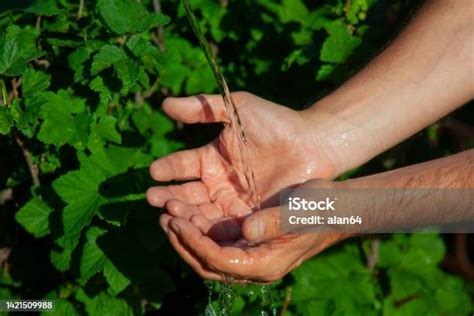 손 씻기 여름 깨끗한 물 깨끗한에 대한 스톡 사진 및 기타 이미지 깨끗한 낮 러시아 Istock