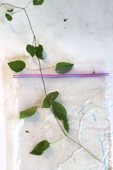 How To Grow Clematis From Cuttings Artofit