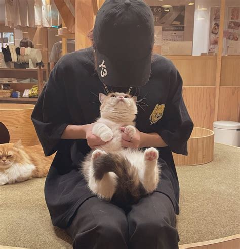 つるまち れん on Twitter 猫ちゃんに会いに行ってきた 店員さんが抱っこさせてくれて写真も撮って貰った お裾分け