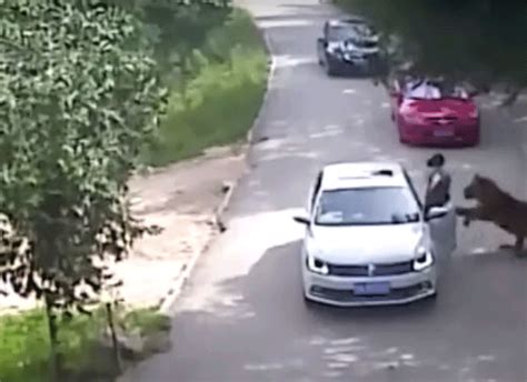 Horrifying Footage Woman Mauled By Tiger In China Zoo