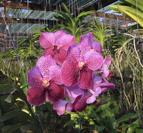 KT 7159 V Kultana Delight X V Sanderiana Kultana Orchids