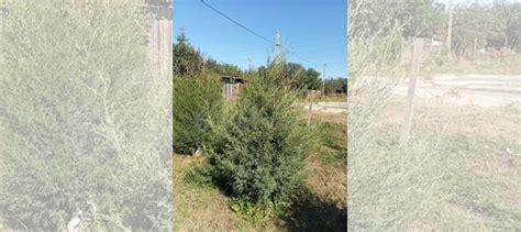 Можжевельник купить в Саратове | Товары для дома и дачи | Авито