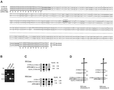 Chromosomal Localization Of The Mouse Rptp Gmc1 Gene A Alignment Of